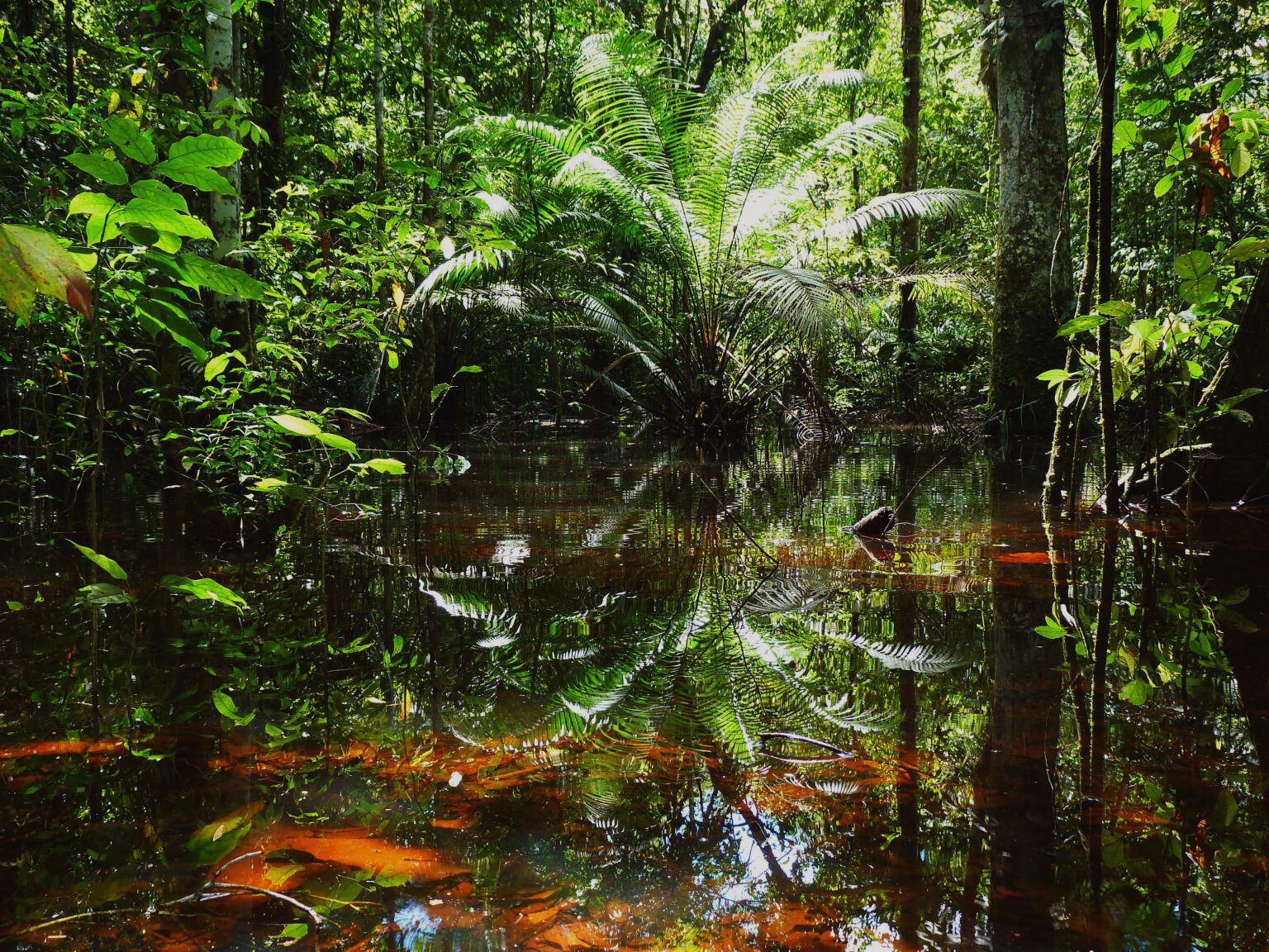 Die Stiftung — Panguana